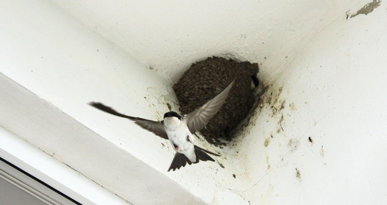 Jaskółka oknówka – niezwykle pożyteczny ptak, zawsze blisko człowieka